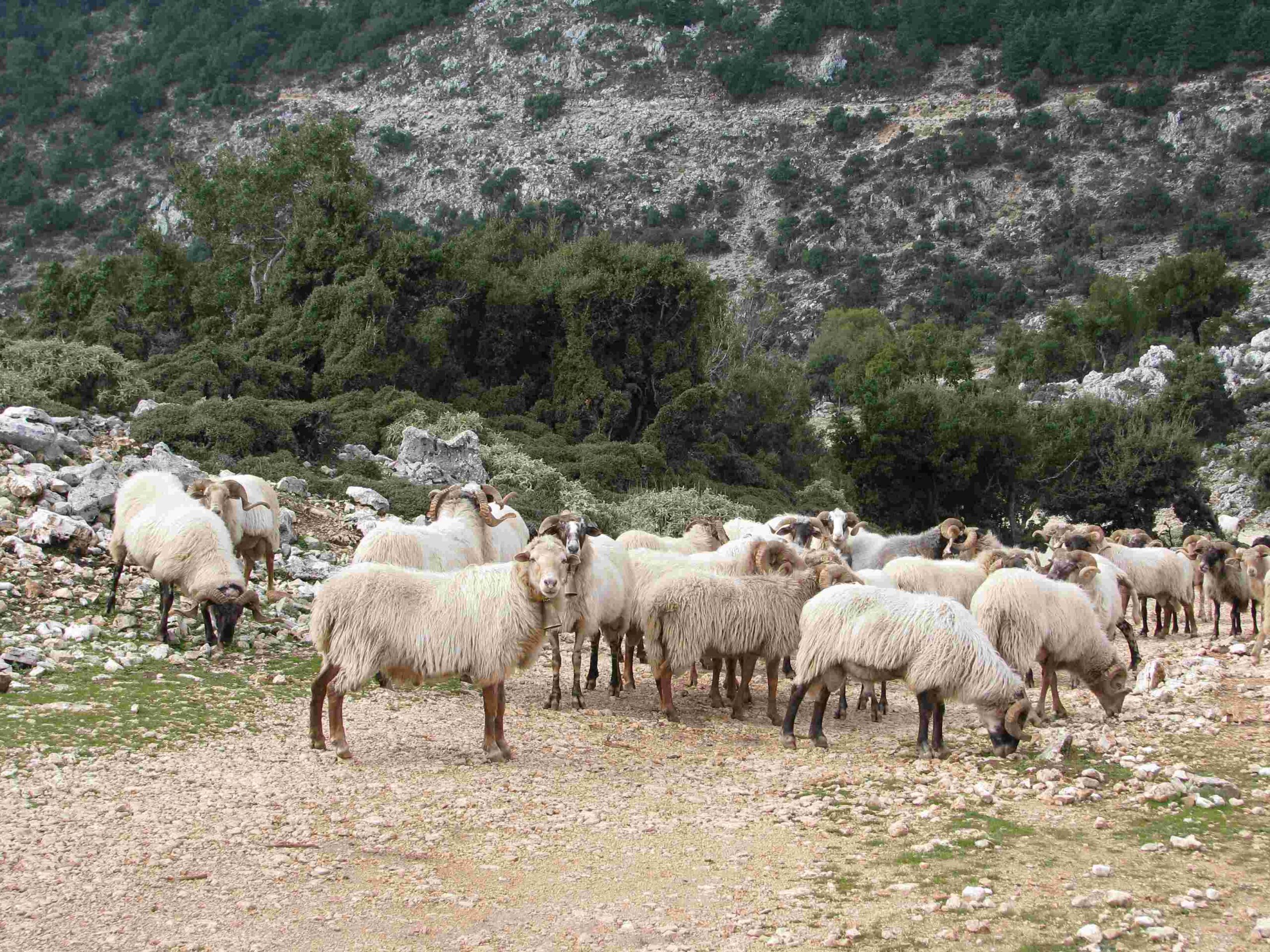 Κτηνοτροφία - Εθνικός Δρυμός Αίνου!